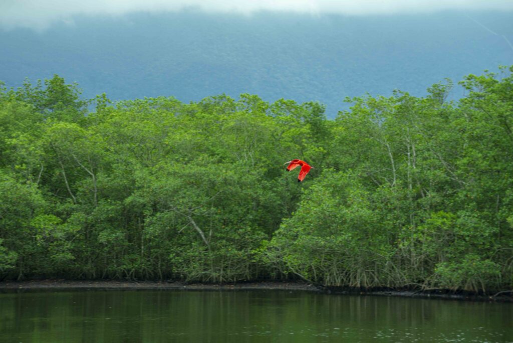 Guará Vermelho, símbolo de Cubatão - TPC Notícias