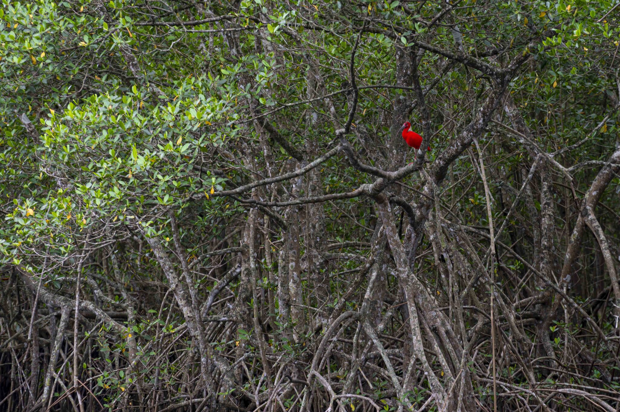 Guará Vermelho, símbolo de Cubatão - TPC Notícias